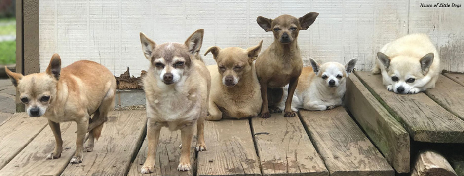 Donate - Houseoflittledogs